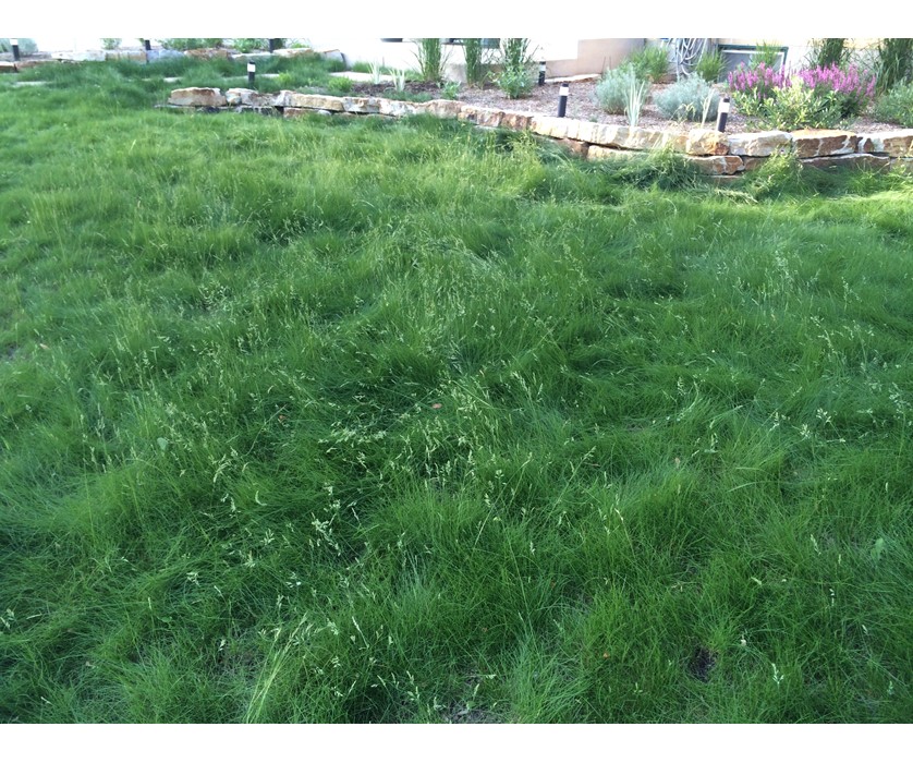 Colorado Springs Utilities Xeriscaping - Sheep Fescue