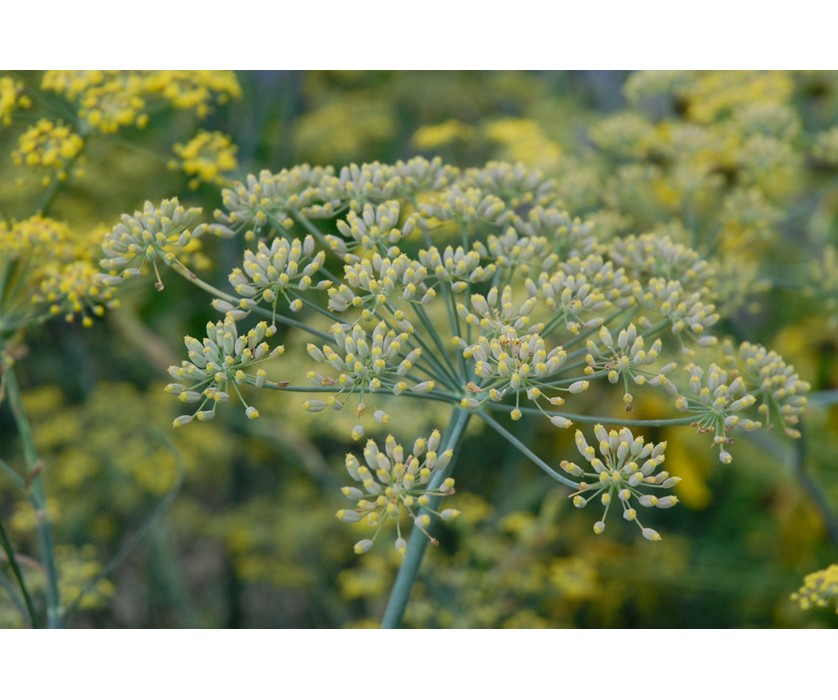 Colorado Springs Utilities Xeriscaping - Bronze Fennel