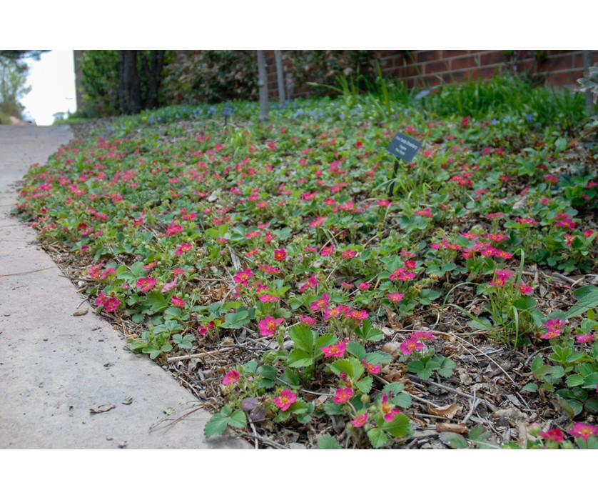 Colorado Springs Utilities Xeriscaping - Pink Panda Strawberry