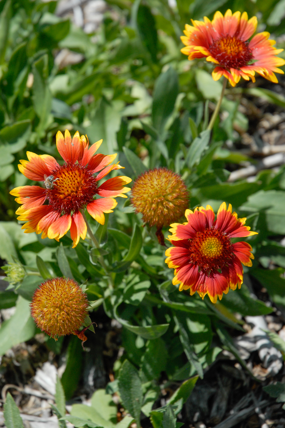 Colorado Springs Utilities Xeriscaping - Goblin Blanket Flower