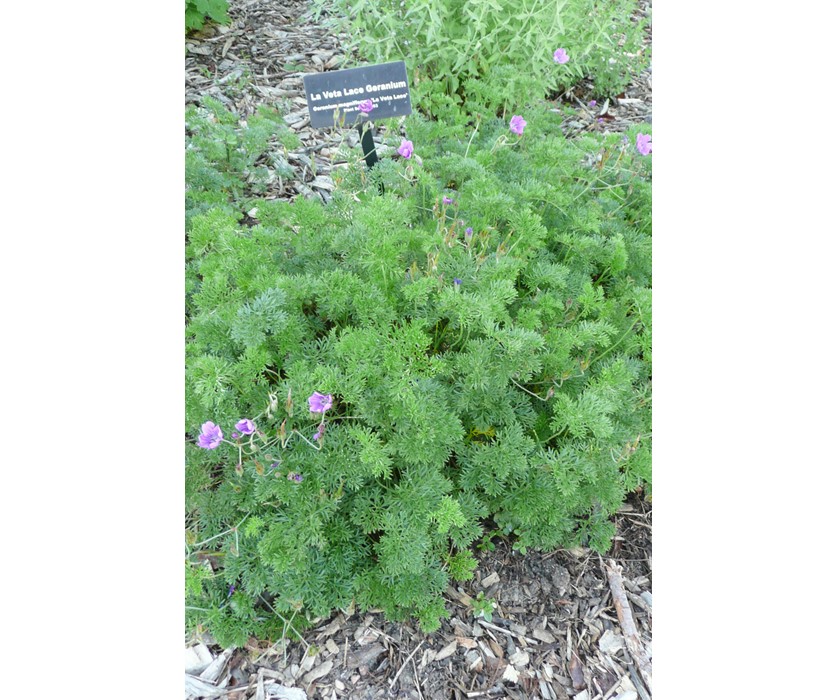 Colorado Springs Utilities Xeriscaping - La Veta Lace Geranium
