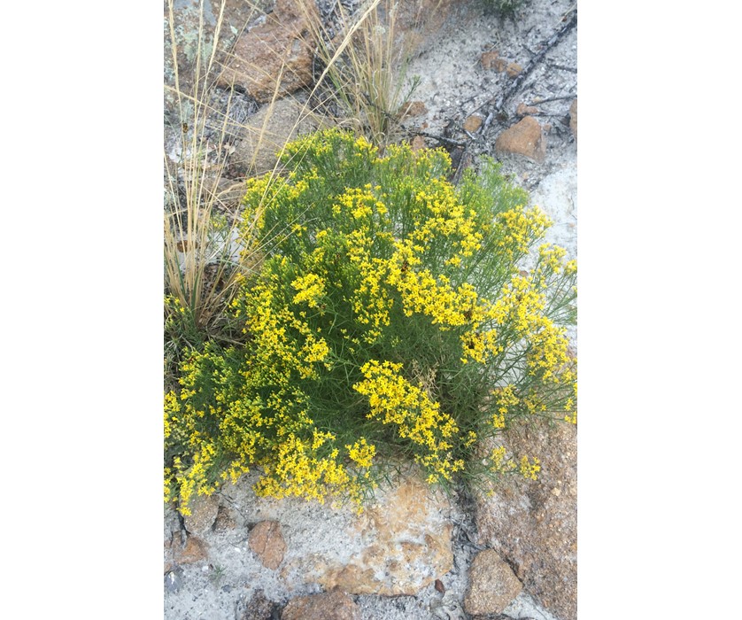 Colorado Springs Utilities Xeriscaping - Broom Snakeweed
