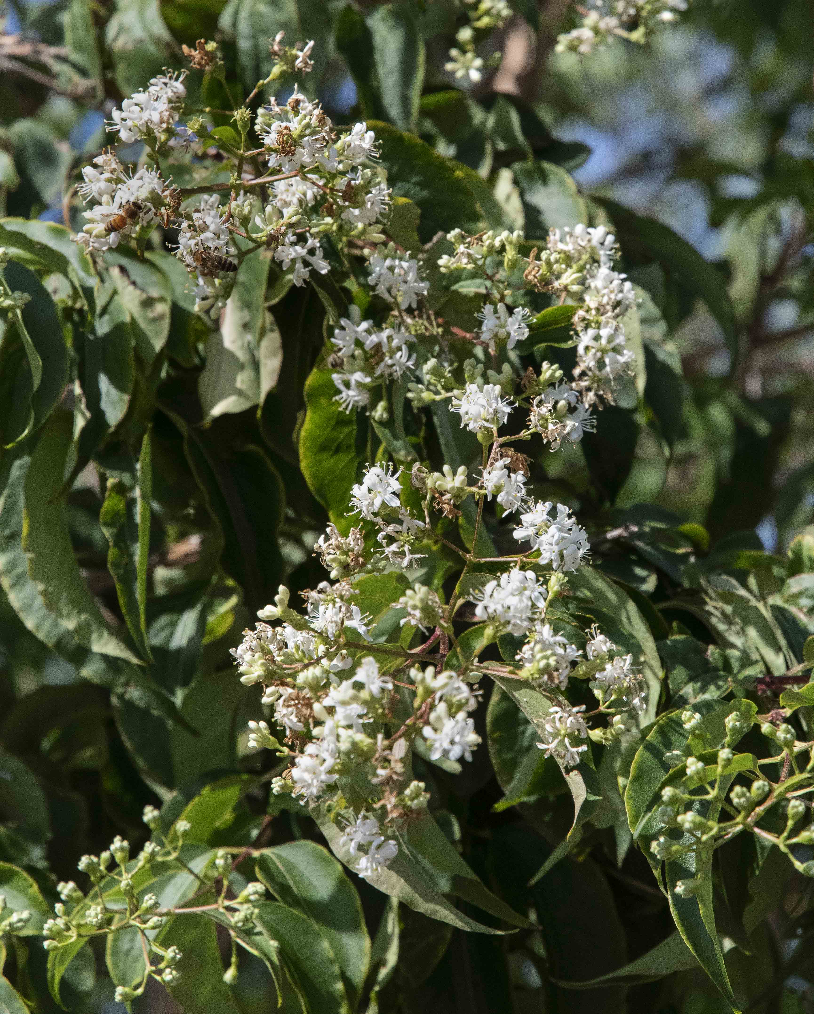 Colorado Springs Utilities Xeriscaping - Seven-Son Flower