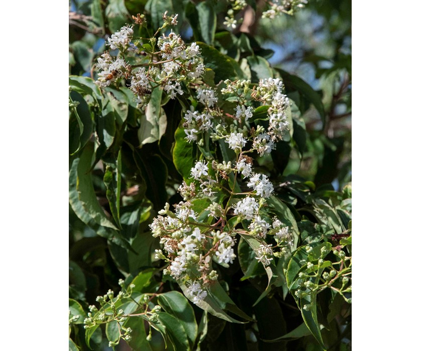 Colorado Springs Utilities Xeriscaping - Seven-Son Flower