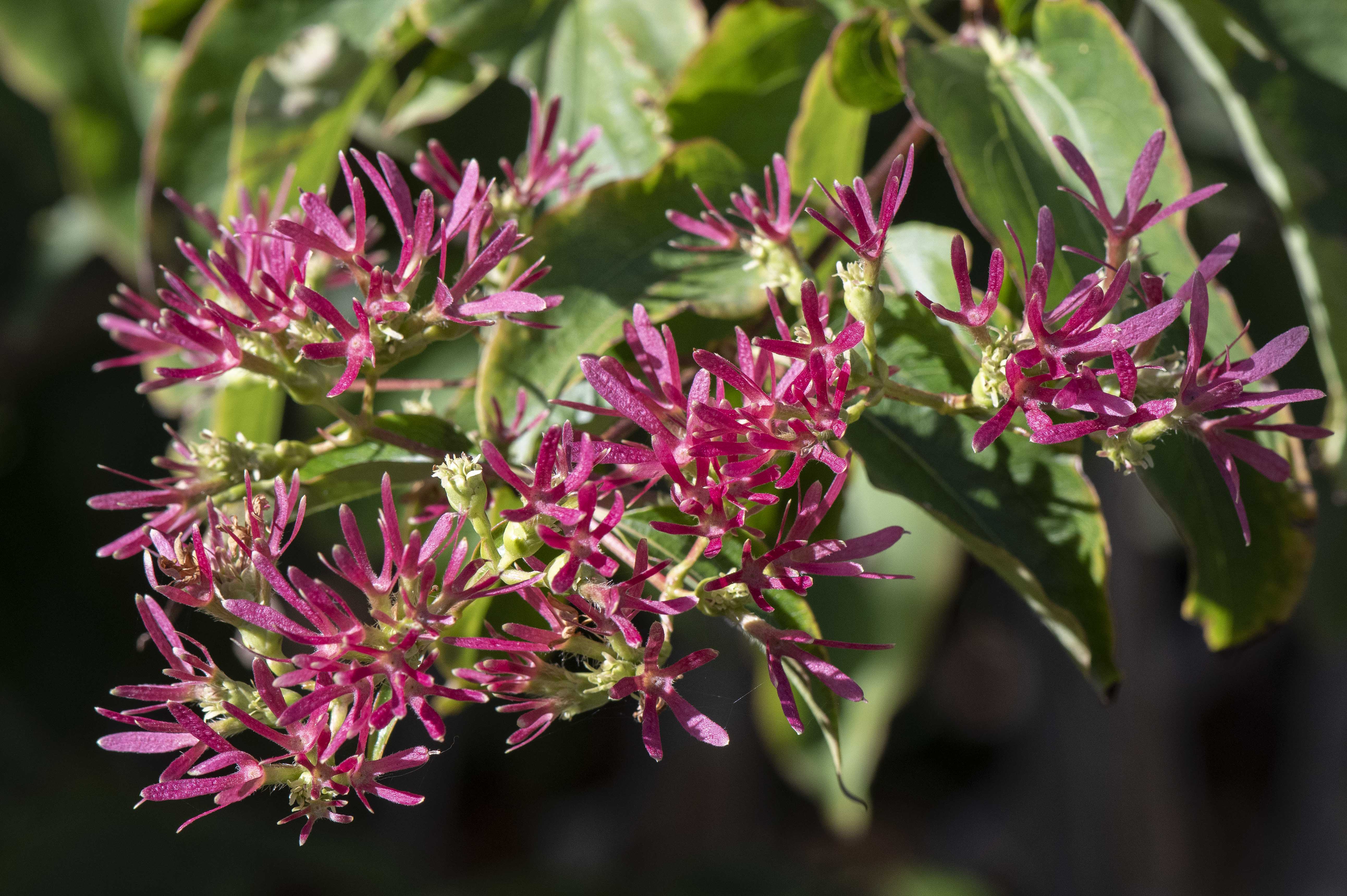 Colorado Springs Utilities Xeriscaping - Seven-Son Flower