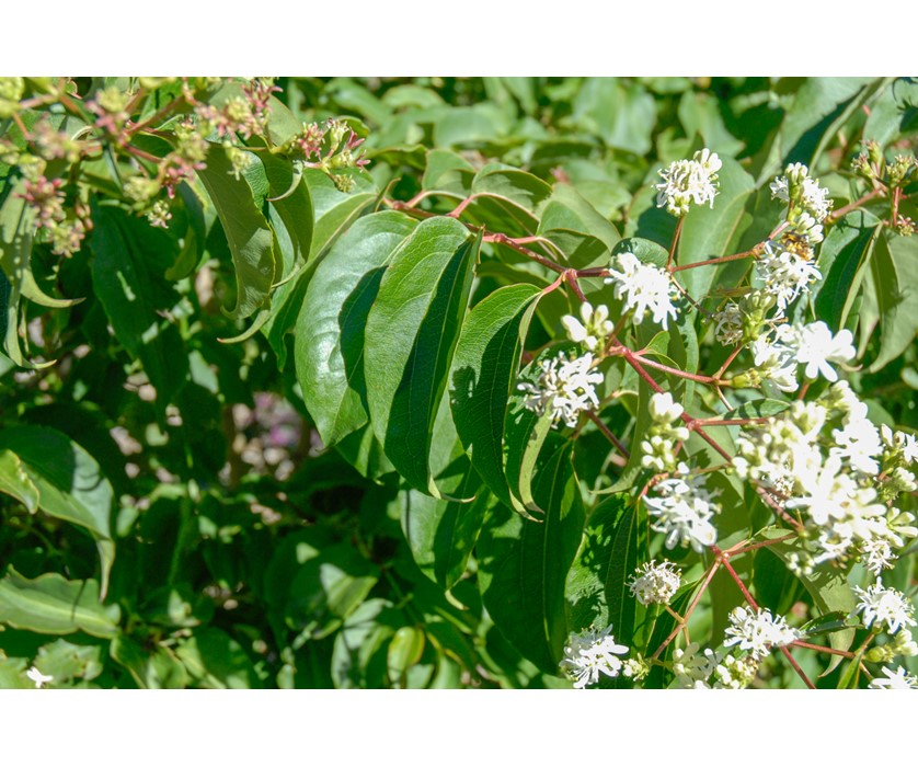 Colorado Springs Utilities Xeriscaping - Seven-Son Flower