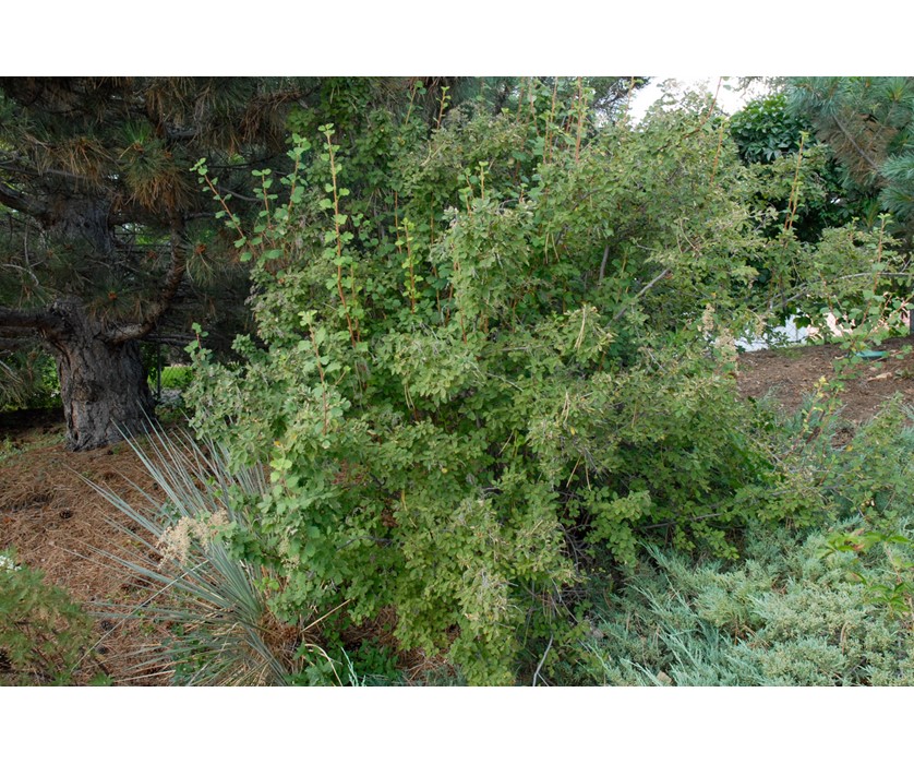 Colorado Springs Utilities Xeriscaping - Rock Spirea