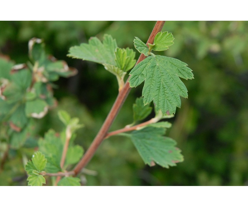 Colorado Springs Utilities Xeriscaping - Rock Spirea