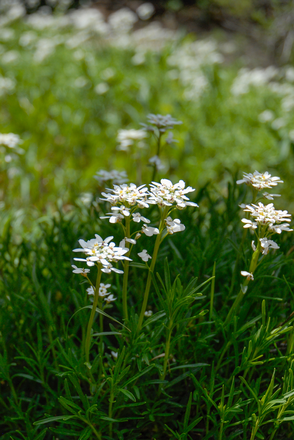 Colorado Springs Utilities Xeriscaping - Snowflake Candytuft