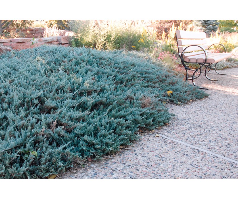 Creeping Juniper As Ground Cover Juniperus Horizontalis 'Blue