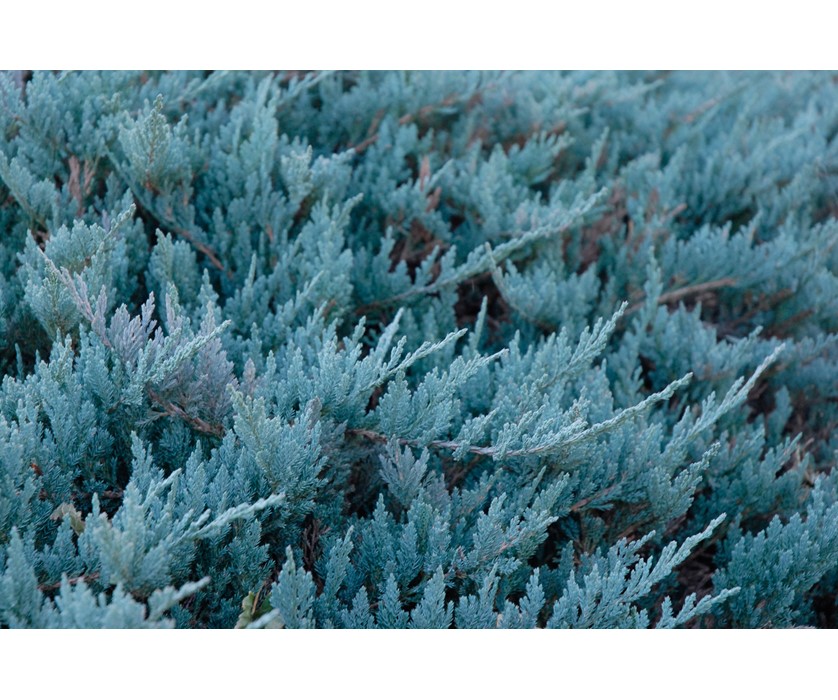 Blue Chip Juniper Ground Cover