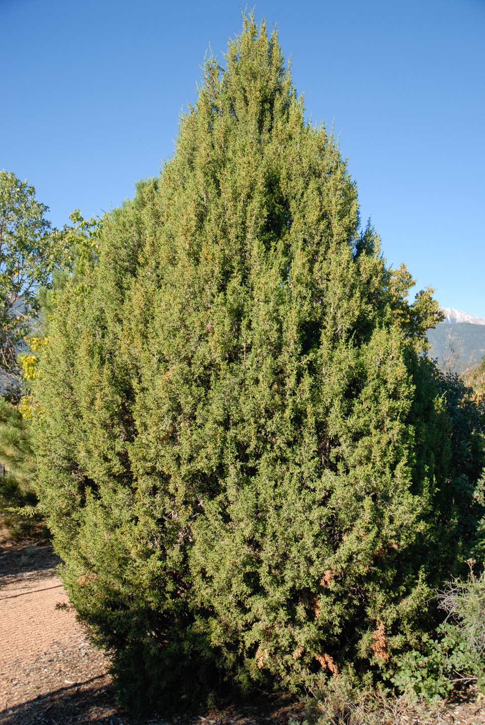 Colorado Springs Utilities Xeriscaping - One-seed Juniper