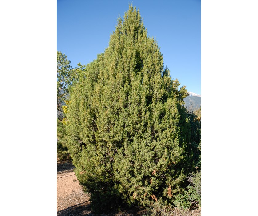Colorado Springs Utilities Xeriscaping - One-seed Juniper