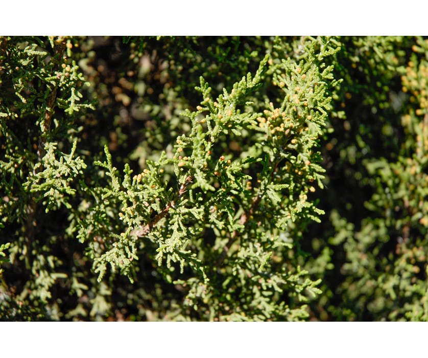 Colorado Springs Utilities Xeriscaping - One-seed Juniper