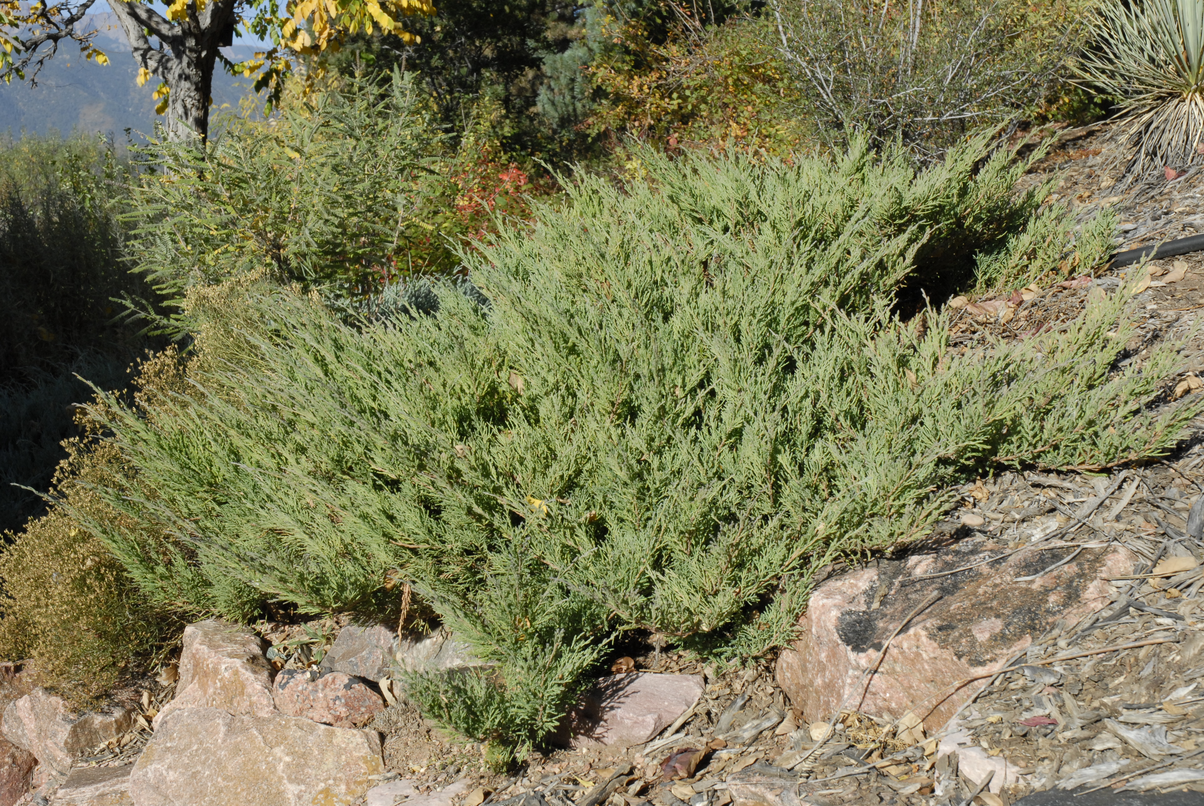Colorado Springs Utilities Xeriscaping - Arcadia Juniper