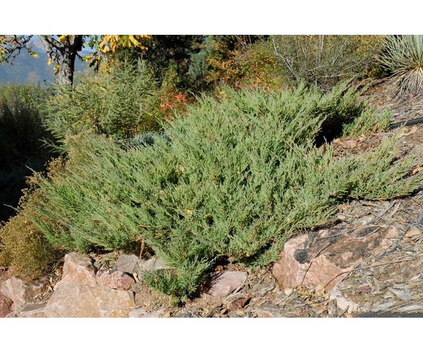 Colorado Springs Utilities Xeriscaping - Arcadia Juniper