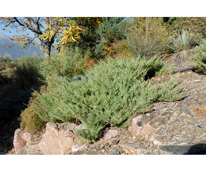 Colorado Springs Utilities Xeriscaping - Arcadia Juniper