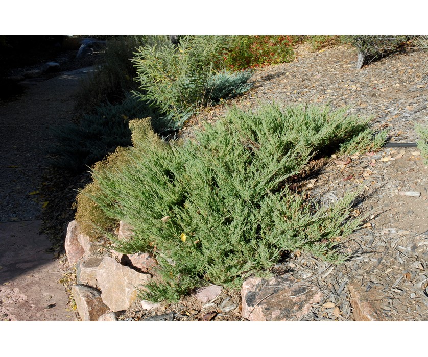 Colorado Springs Utilities Xeriscaping - Arcadia Juniper