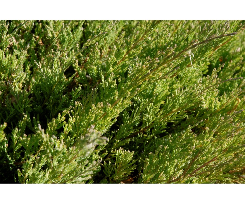 Colorado Springs Utilities Xeriscaping - Arcadia Juniper