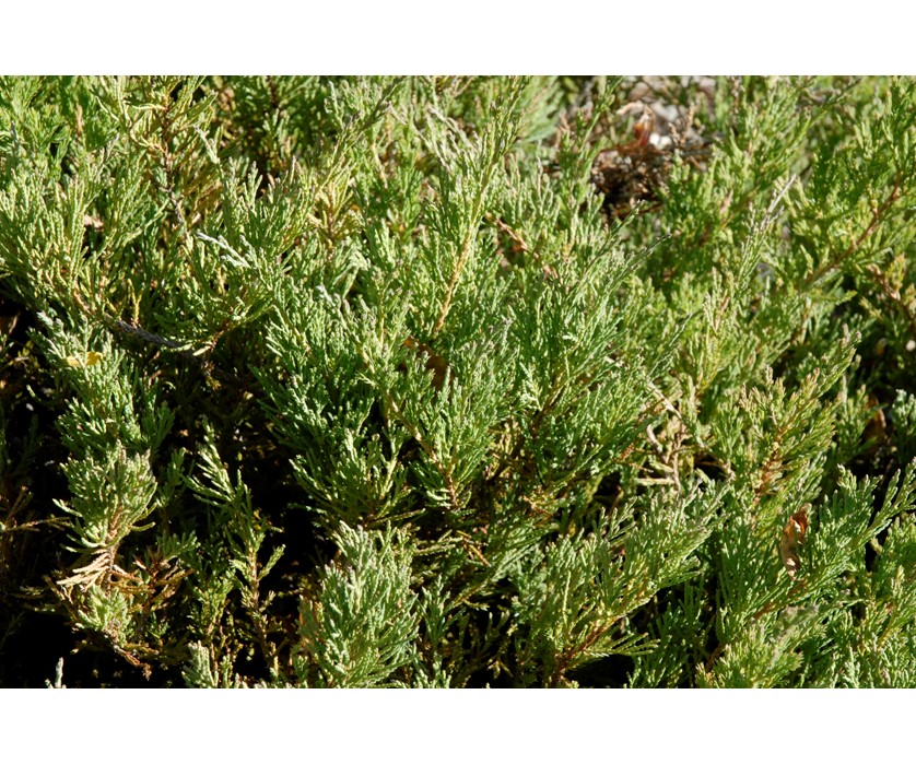 Colorado Springs Utilities Xeriscaping - Arcadia Juniper
