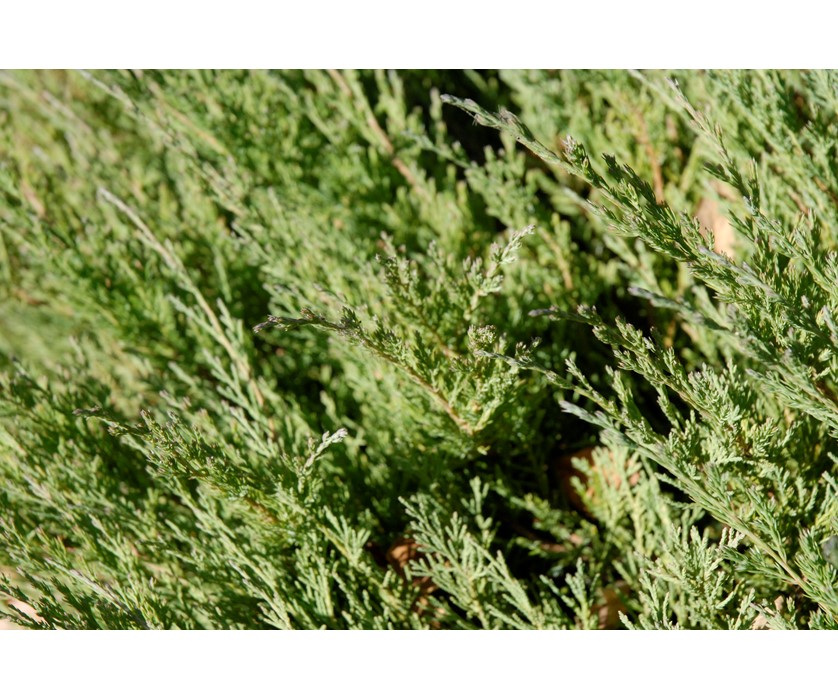 Colorado Springs Utilities Xeriscaping - Arcadia Juniper