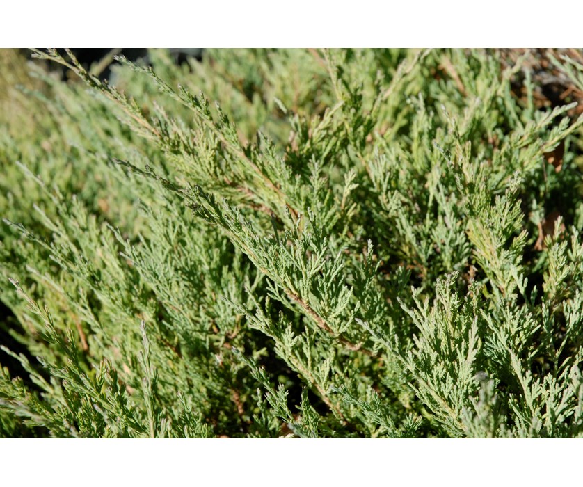 Colorado Springs Utilities Xeriscaping - Arcadia Juniper