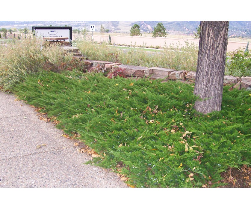 Colorado Springs Utilities Xeriscaping - Buffalo Juniper