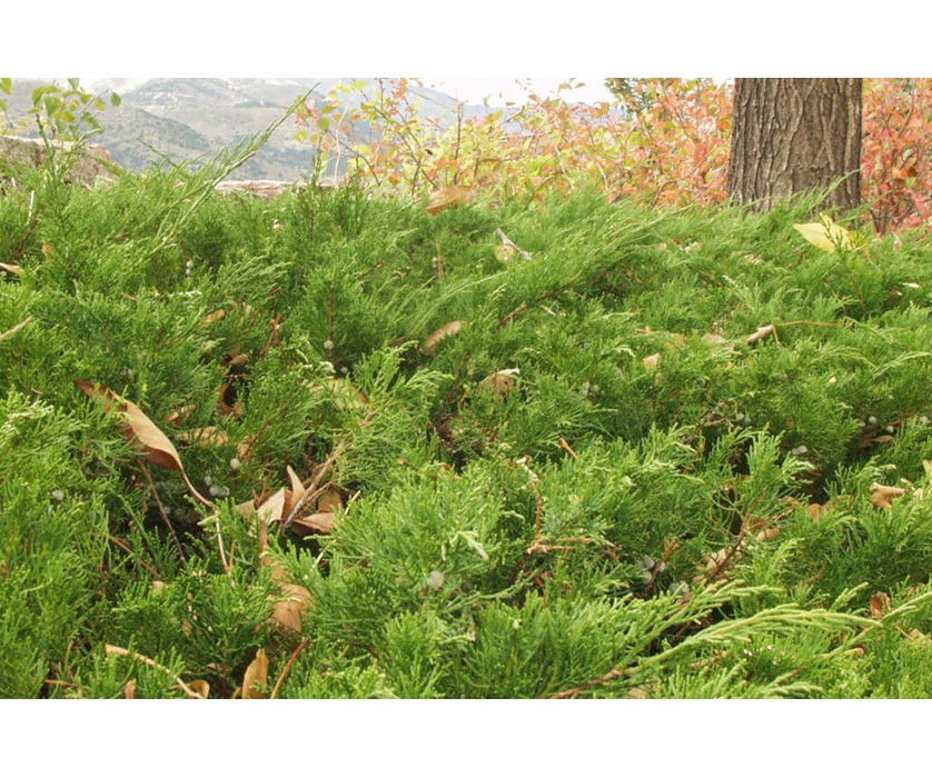 Colorado Springs Utilities Xeriscaping - Buffalo Juniper