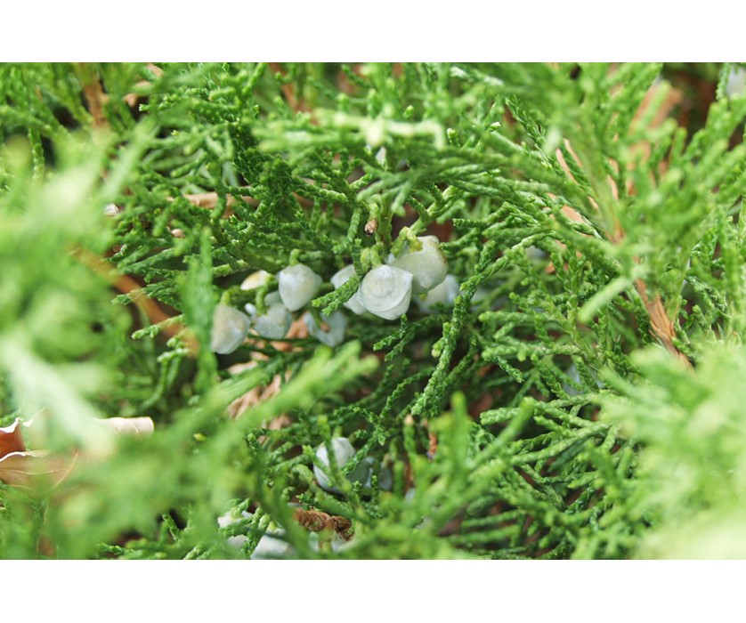 Colorado Springs Utilities Xeriscaping - Buffalo Juniper