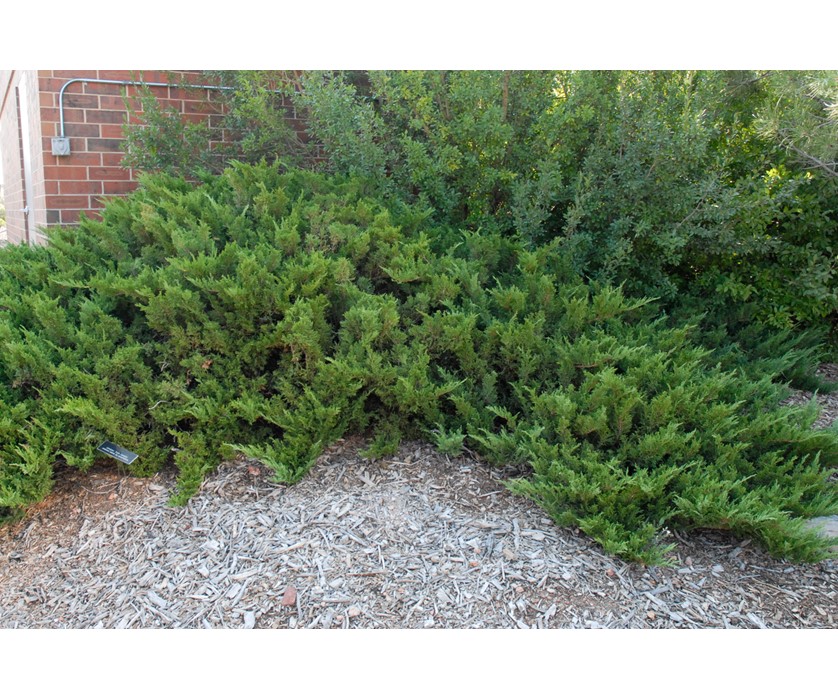 Colorado Springs Utilities Xeriscaping - Tam Juniper