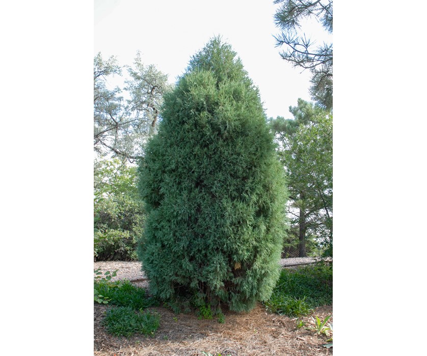 Colorado Springs Utilities Xeriscaping - Gray Gleam Juniper