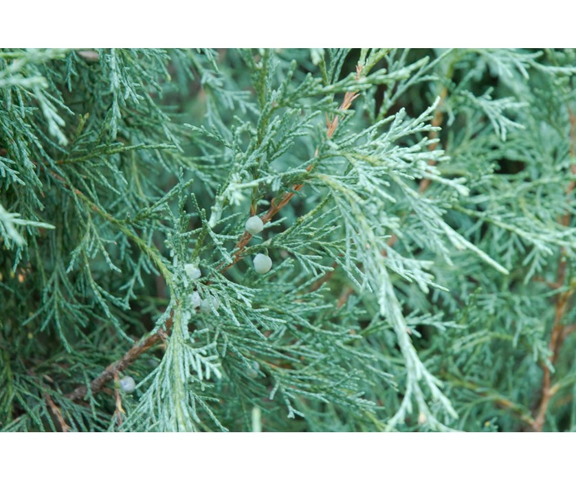 Colorado Springs Utilities Xeriscaping - Gray Gleam Juniper