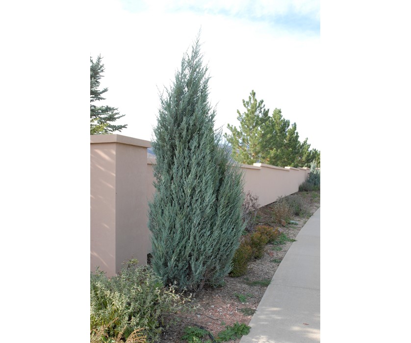 Colorado Springs Utilities Xeriscaping - Rocky Mountain Juniper