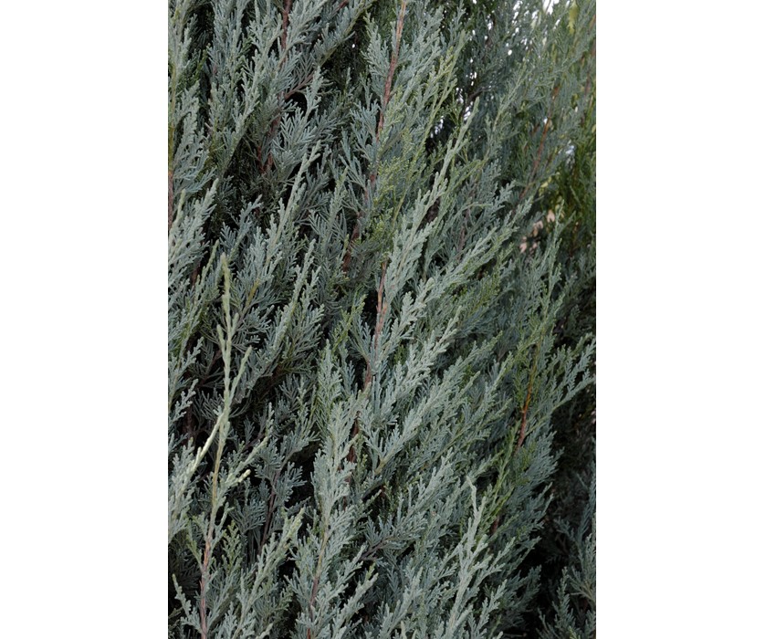 Colorado Springs Utilities Xeriscaping - Rocky Mountain Juniper