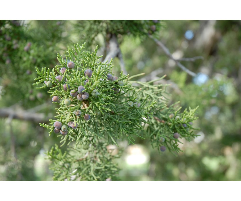 Colorado Springs Utilities Xeriscaping - Rocky Mountain Juniper