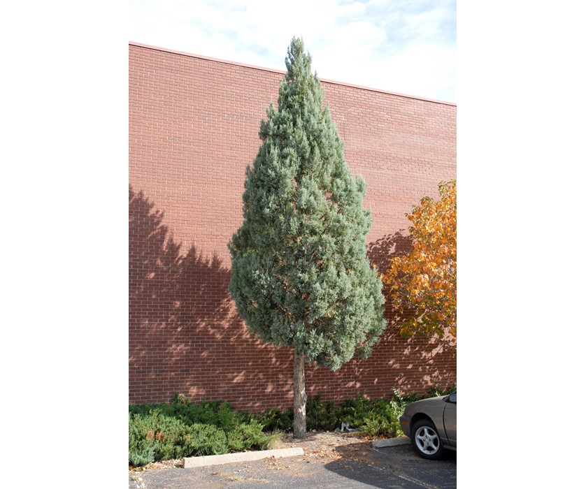 Colorado Springs Utilities Xeriscaping - Rocky Mountain Juniper