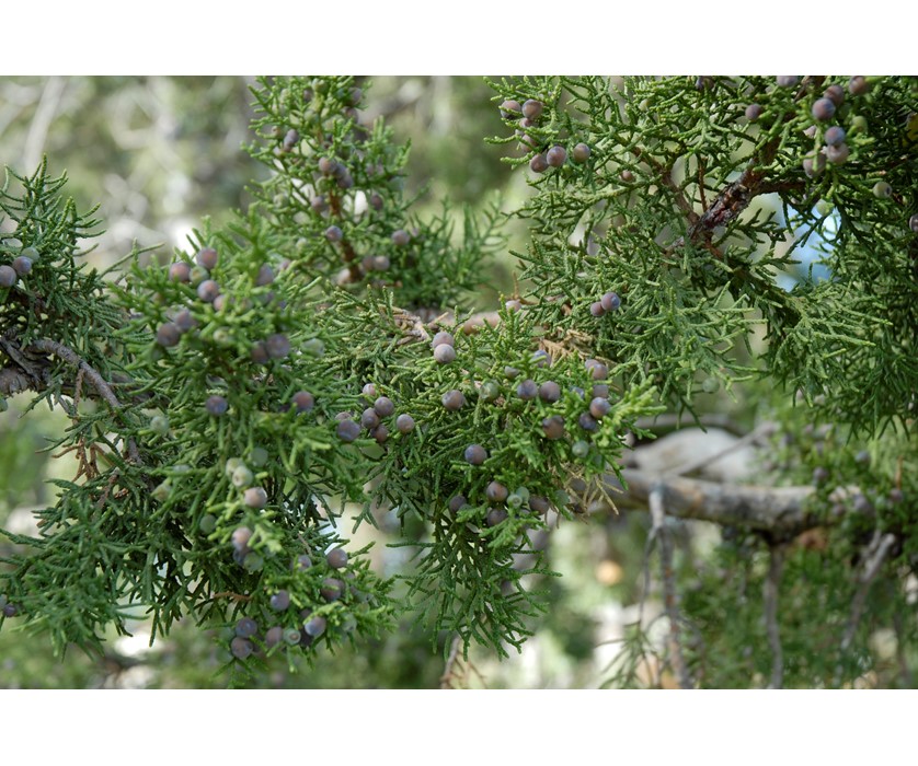 Colorado Springs Utilities Xeriscaping - Rocky Mountain Juniper