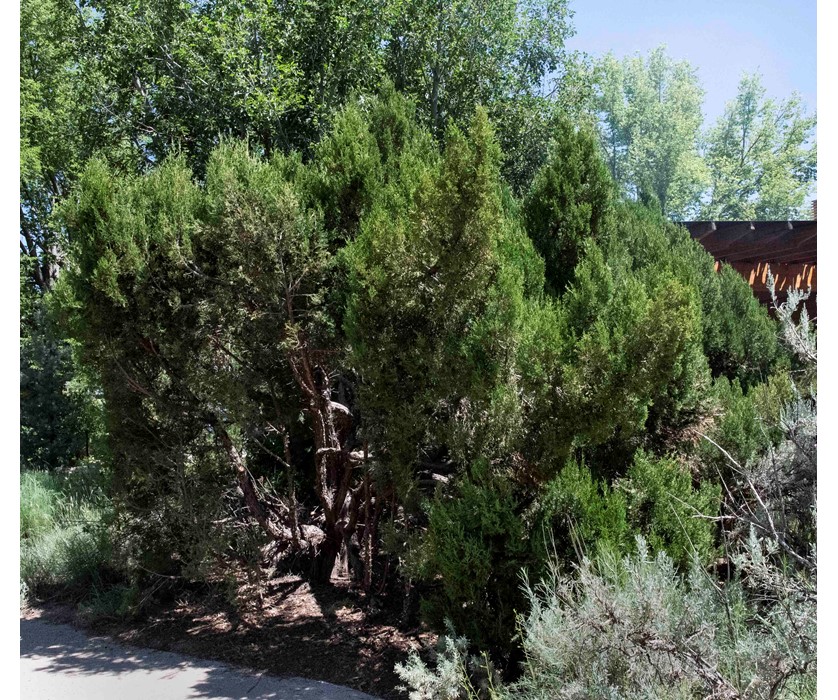 Colorado Springs Utilities Xeriscaping - Rocky Mountain Juniper