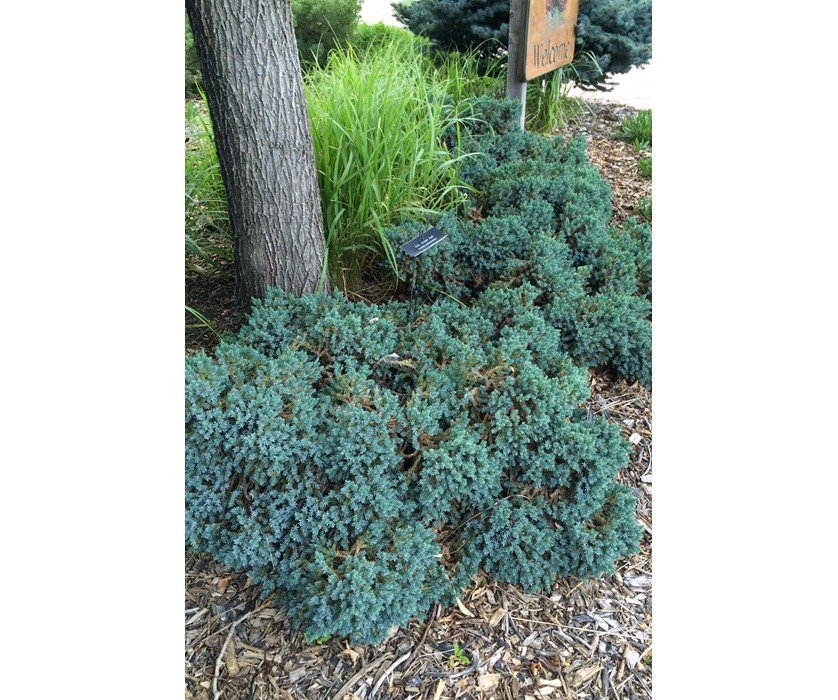 Colorado Springs Utilities Xeriscaping - Blue Star Juniper