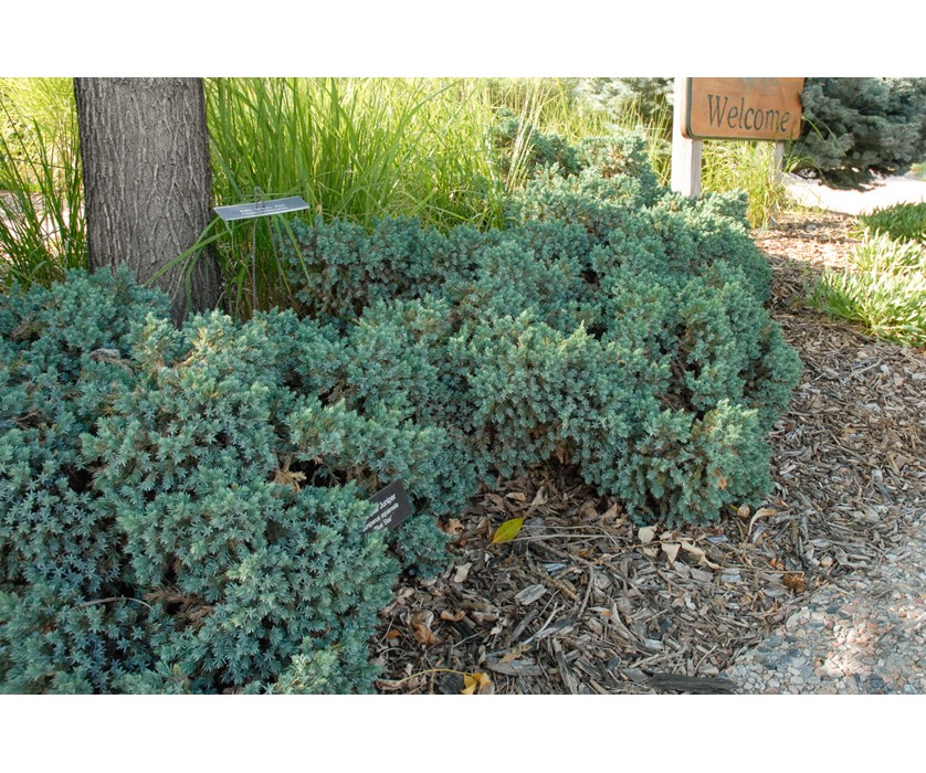 Colorado Springs Utilities Xeriscaping - Blue Star Juniper