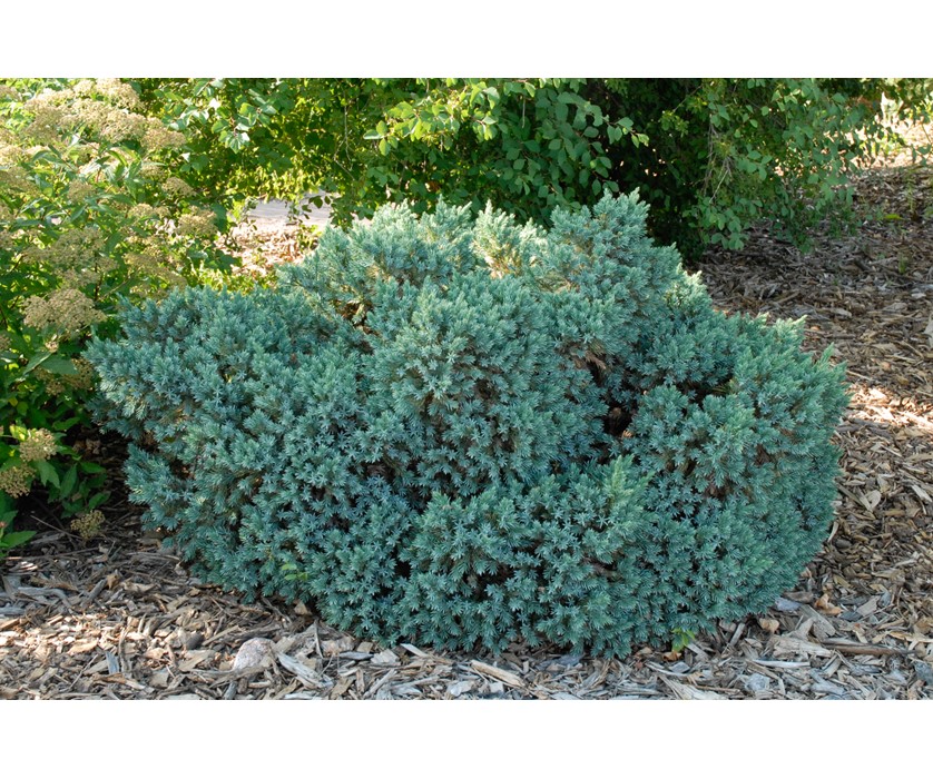 Colorado Springs Utilities Xeriscaping - Blue Star Juniper