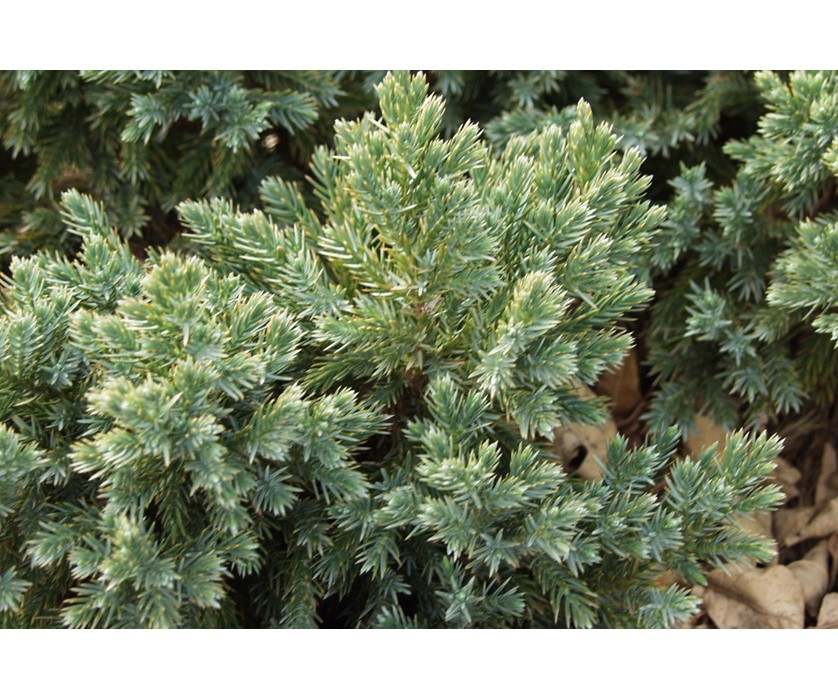 Colorado Springs Utilities Xeriscaping - Blue Star Juniper