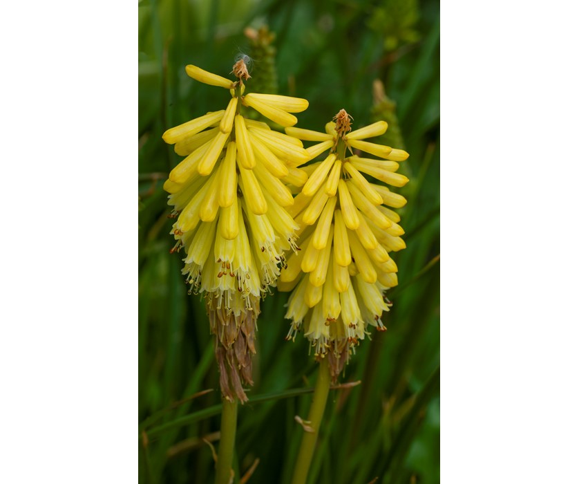 Colorado Springs Utilities Xeriscaping - Torch Lily