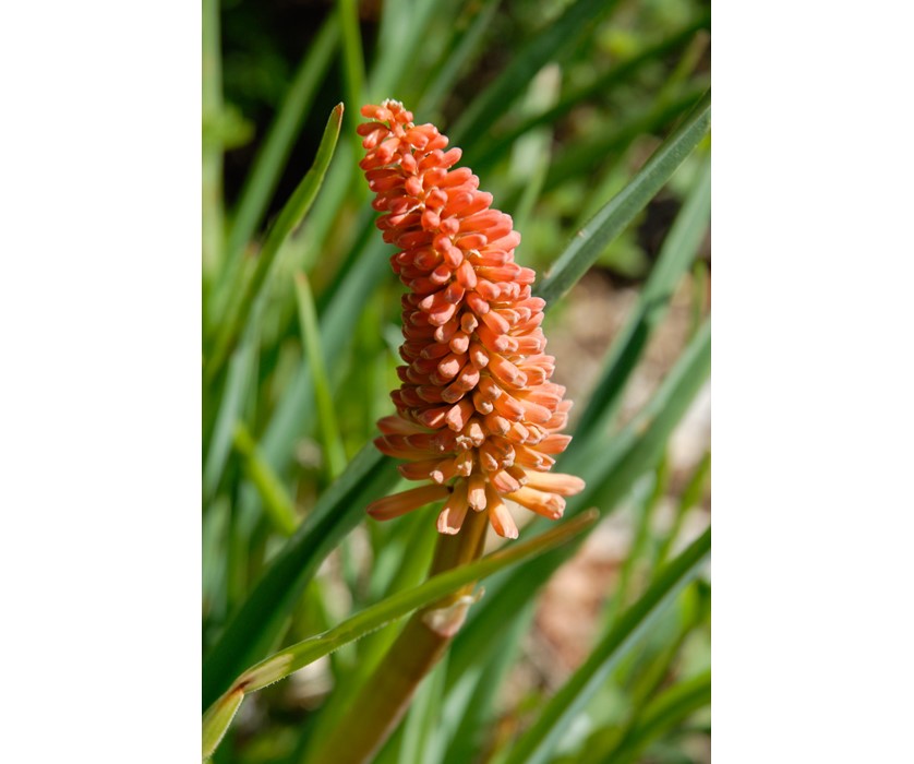 Colorado Springs Utilities Xeriscaping - Torch Lily