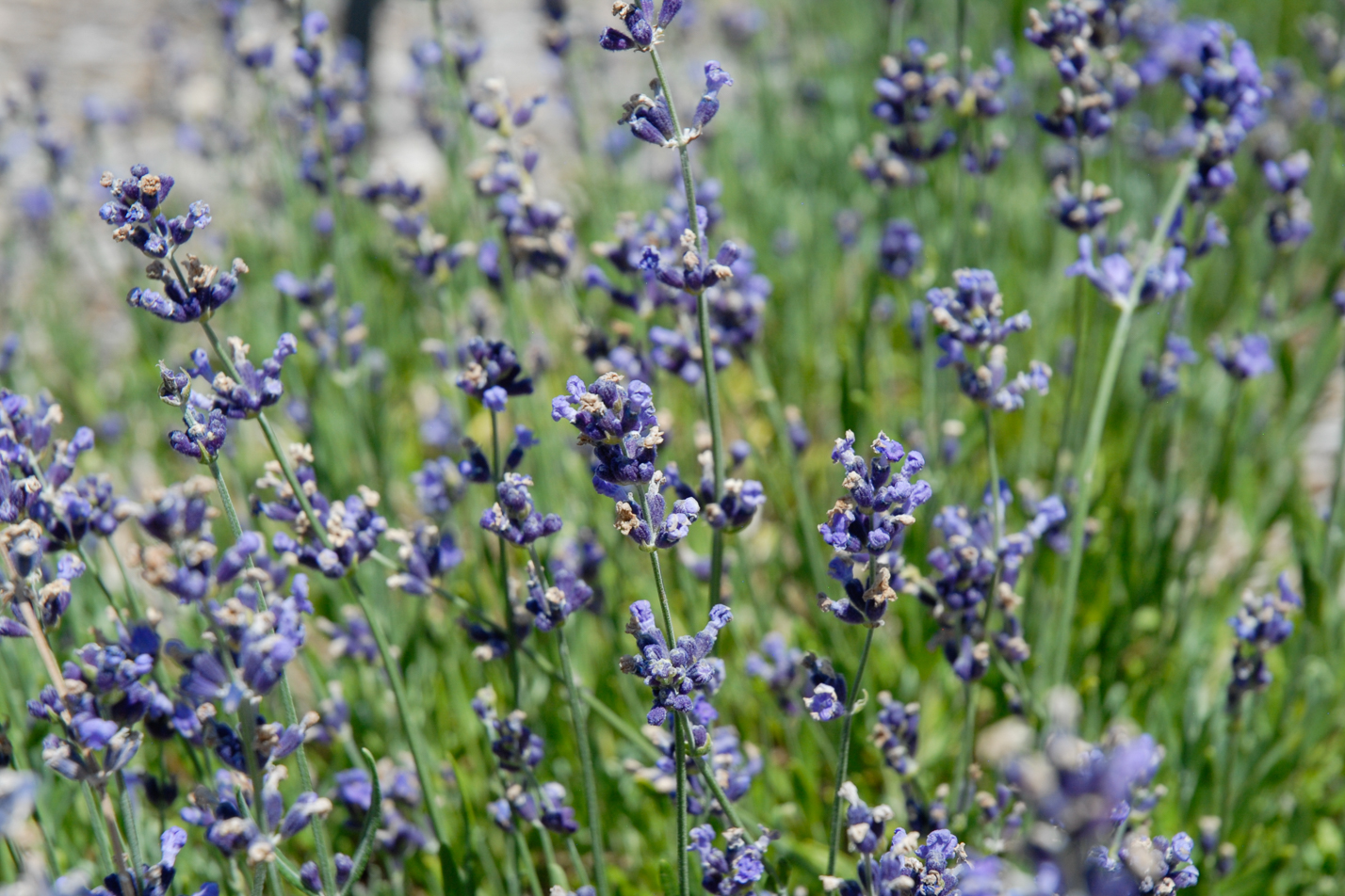 Colorado Springs Utilities Xeriscaping - Hidcote English Lavender