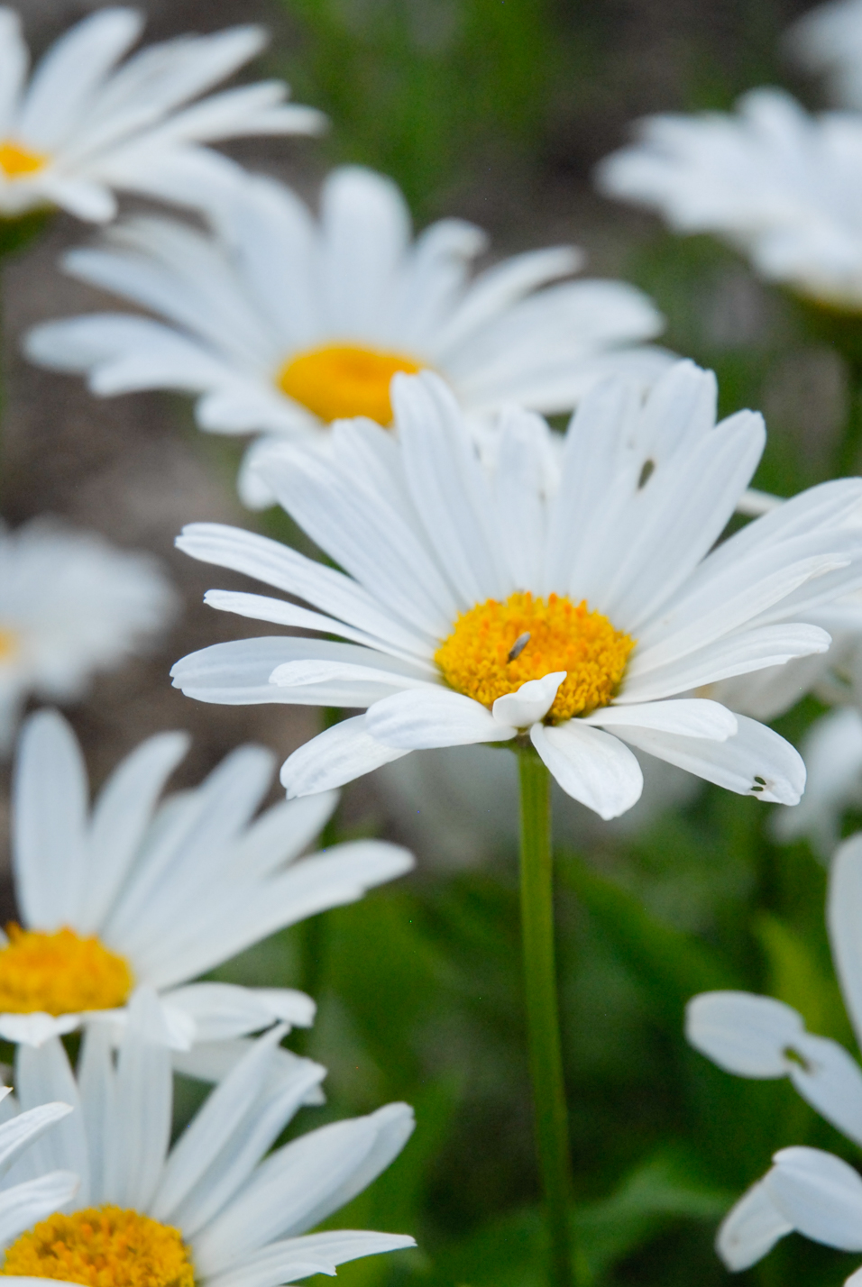 Colorado Springs Utilities Xeriscaping - Dwarf Shasta Daisy