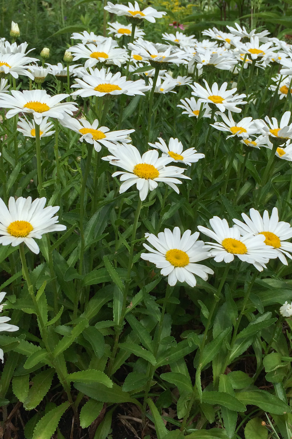 Colorado Springs Utilities Xeriscaping - Dwarf Shasta Daisy