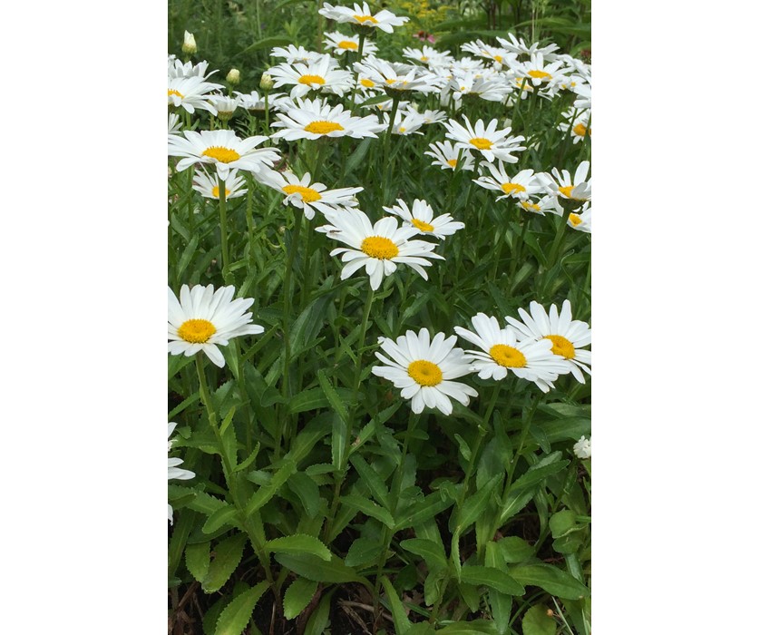 Colorado Springs Utilities Xeriscaping - Dwarf Shasta Daisy