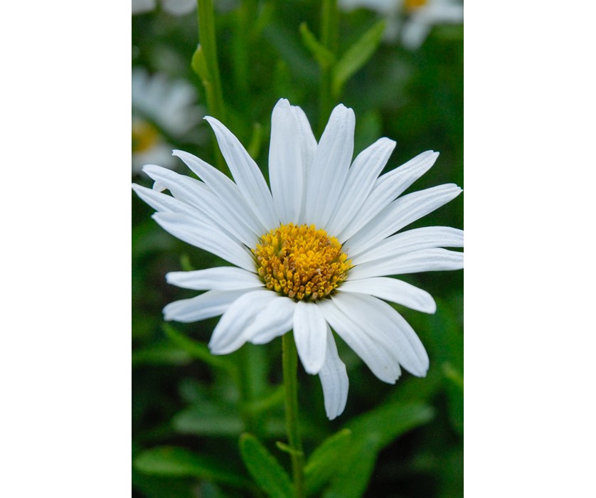 Colorado Springs Utilities Xeriscaping - Dwarf Shasta Daisy