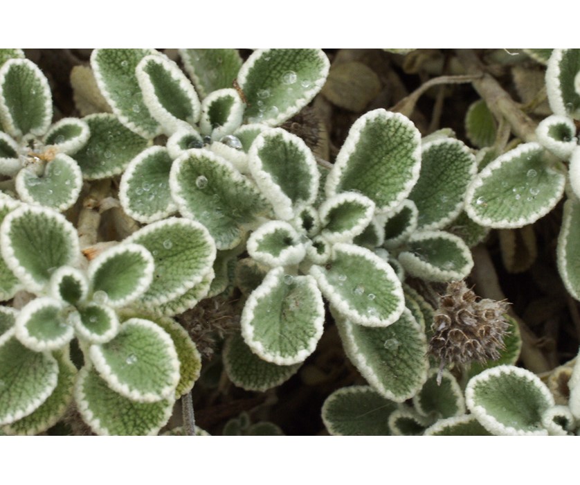 Colorado Springs Utilities Xeriscaping - Silverheels Horehound